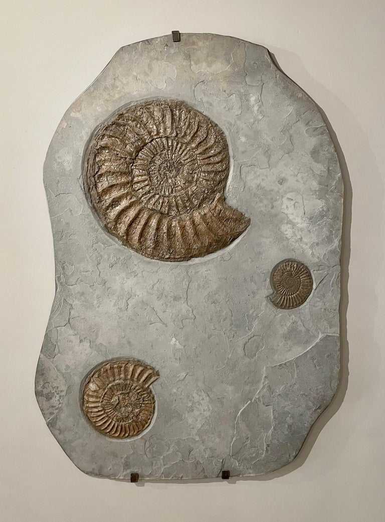 Fossilised Ammonite Wall Plate at 1stDibs