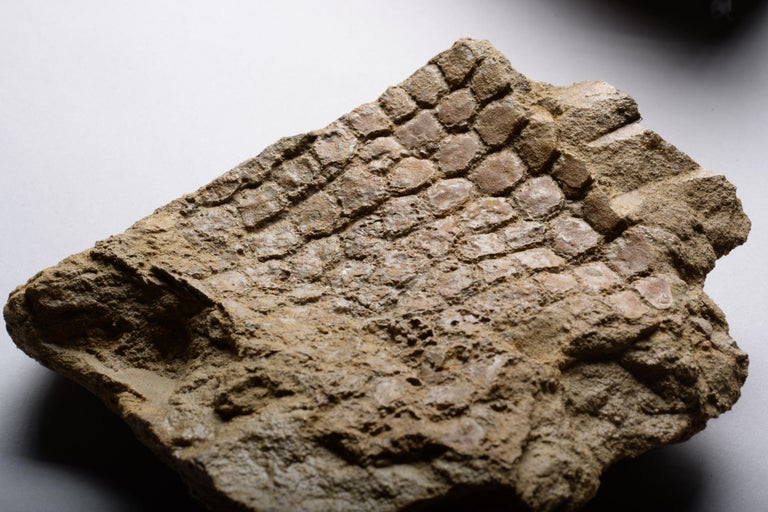 Fossilised Dinosaur Skin For Sale at 1stDibs