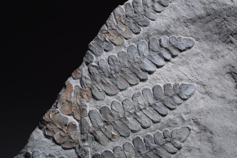 Fossilised Seed Fern Plant, 300 MYA For Sale at 1stDibs