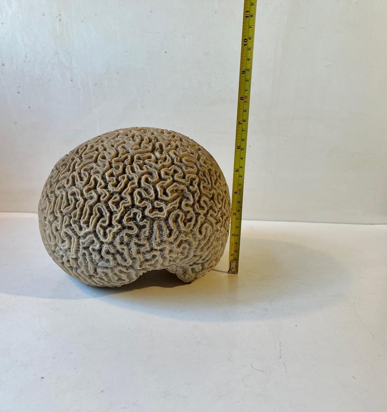 Fossilized Brain Coral, Diploria Labyrinthiformis For Sale at 1stDibs