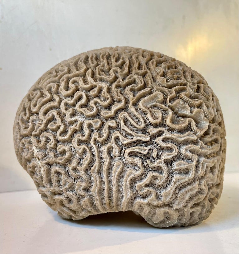 Fossilized Brain Coral, Diploria Labyrinthiformis For Sale at 1stDibs