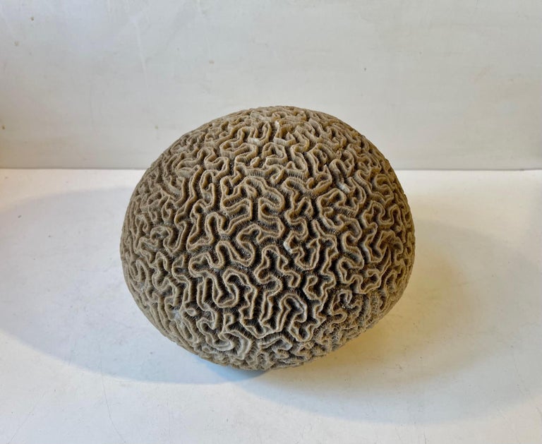 Fossilized Brain Coral, Diploria Labyrinthiformis For Sale at 1stDibs