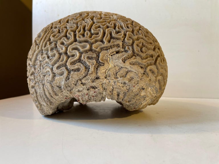 Fossilized Brain Coral, Diploria Labyrinthiformis For Sale at 1stDibs