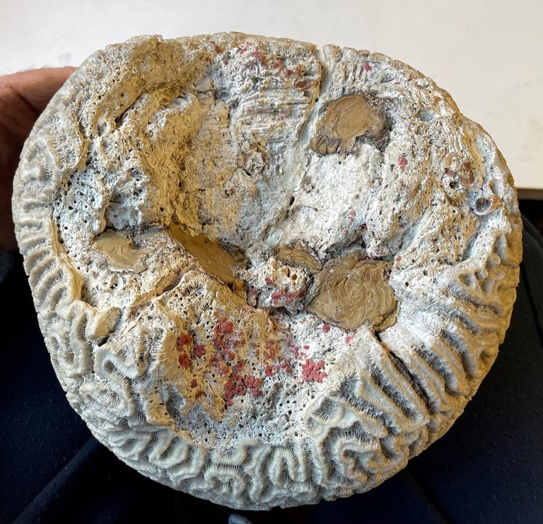 Fossilized Brain Coral, Diploria Labyrinthiformis For Sale at 1stDibs