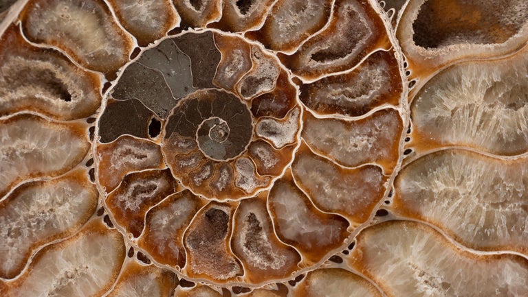 Fossilized Mounted Ammonite Slices on Custom Black Metal Bases, Pair at ...