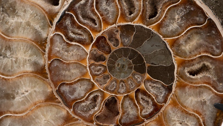 Fossilized Mounted Ammonite Slices on Custom Black Metal Bases, Pair at ...