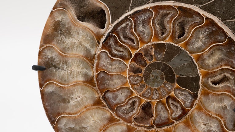 Fossilized Mounted Ammonite Slices on Custom Black Metal Bases, Pair at ...