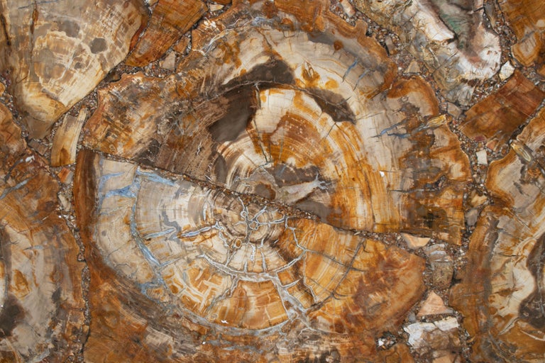 Fossilized Tree Trunk Mosaic Table Top For Sale at 1stDibs | tree trunk ...
