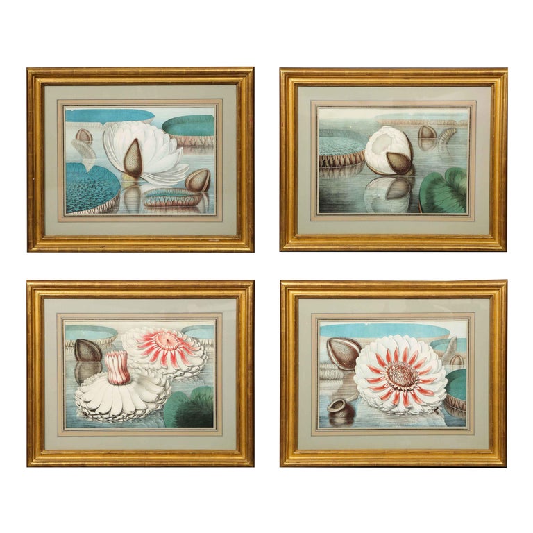 Four Botanical Prints by John Fisk Allen and William Sharp at 1stDibs