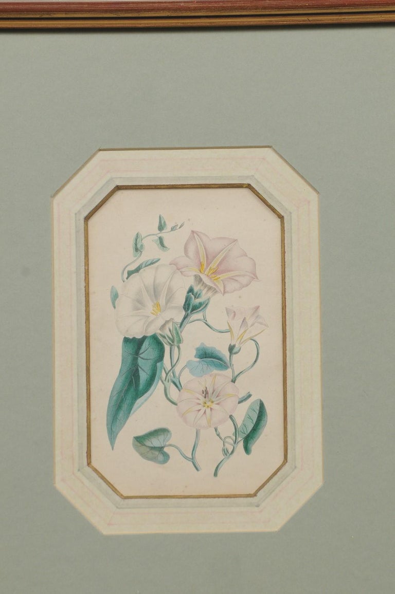 Four English 20th Century Botanical Prints with Yellow, Blue and White ...