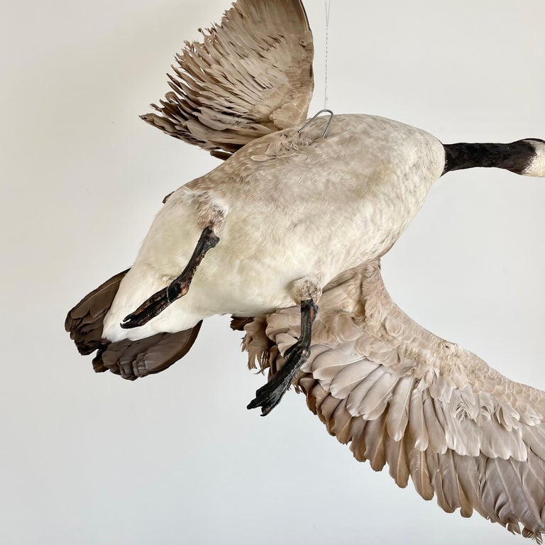 Four Foot Taxidermy Goose, 1980s For Sale at 1stDibs