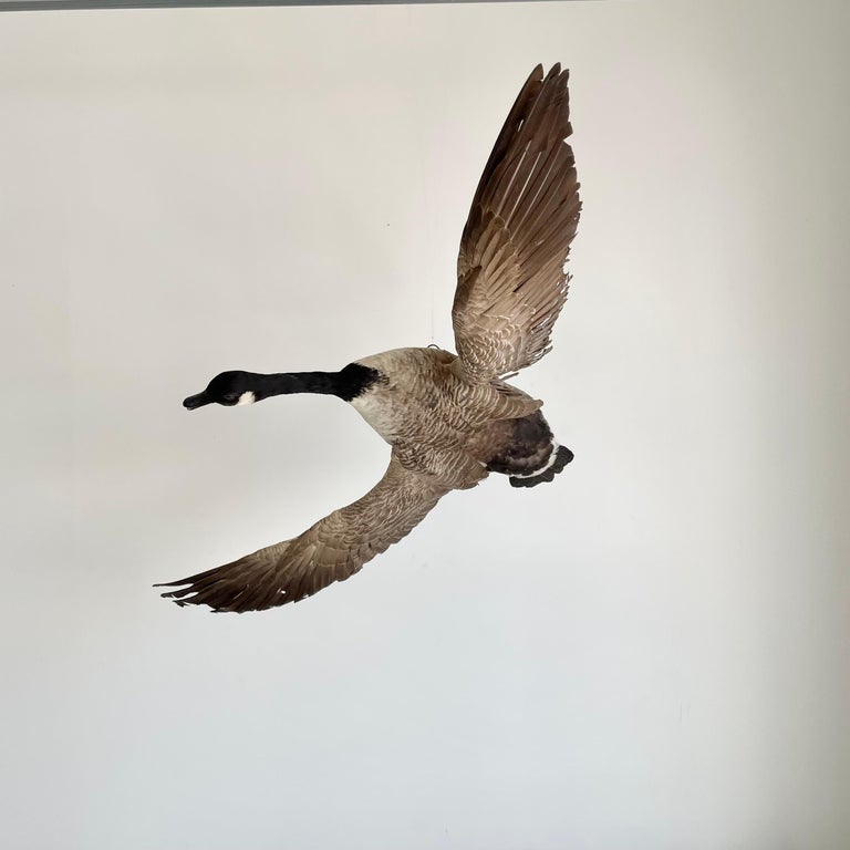 Four Foot Taxidermy Goose, 1980s For Sale at 1stDibs