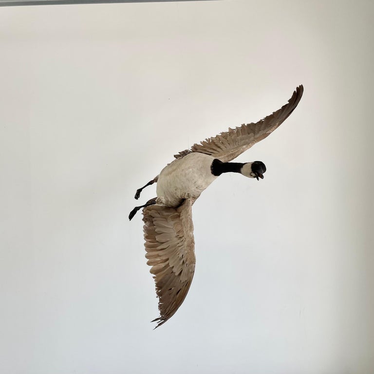 Four Foot Taxidermy Goose, 1980s For Sale at 1stDibs