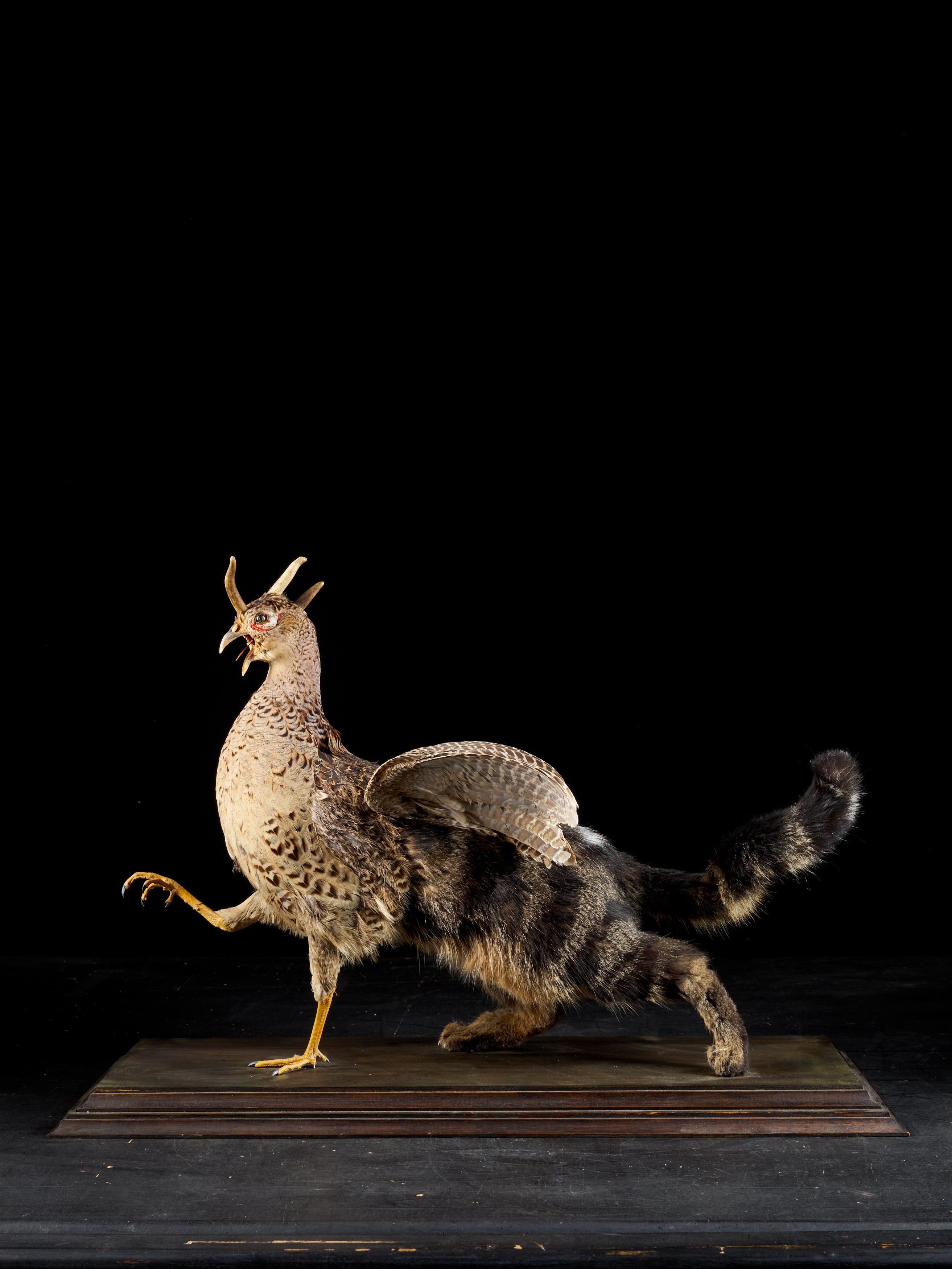 Four Legged Amazing Chimera Cat Composition For Sale at 1stDibs