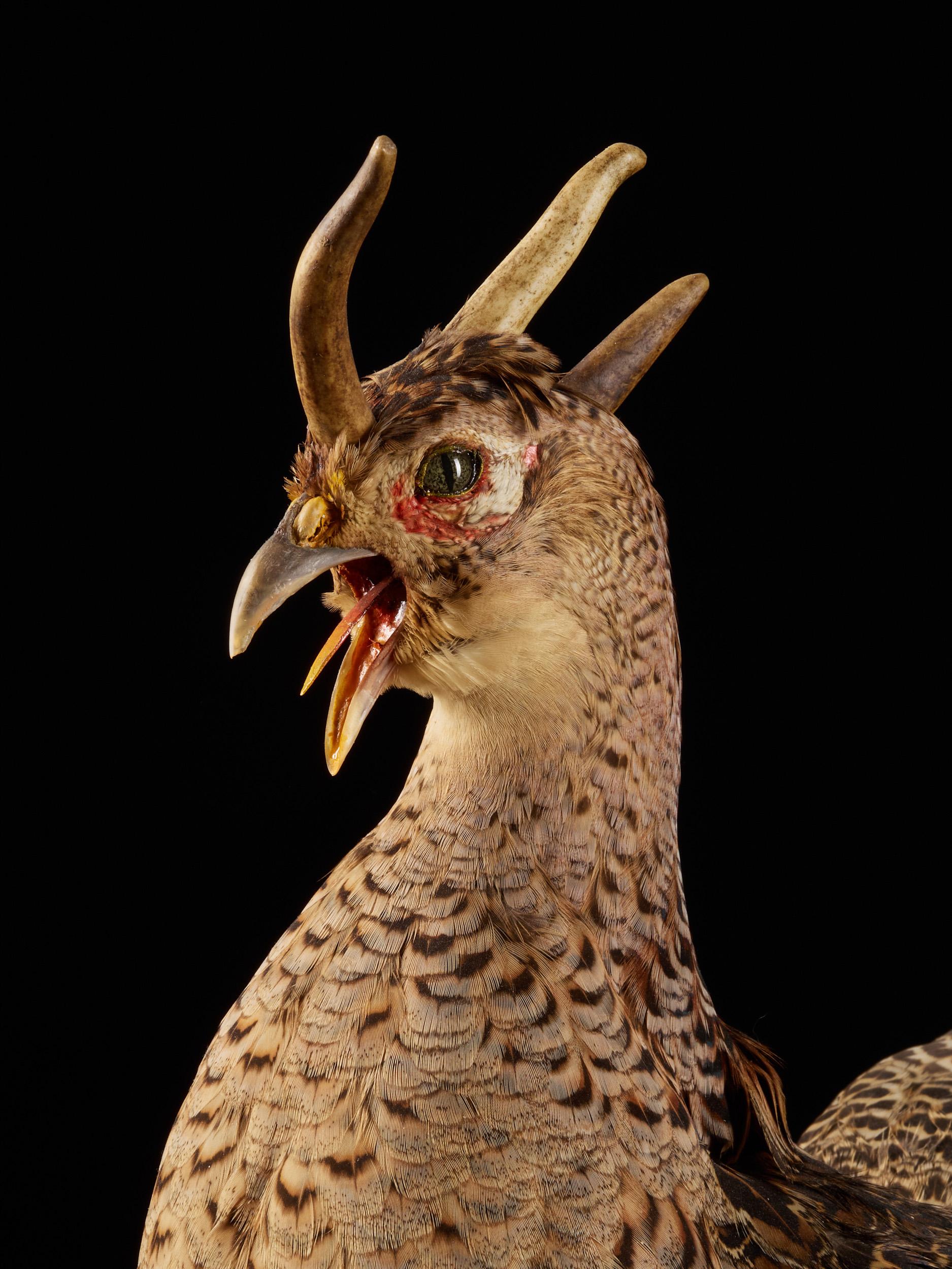 Four Legged Amazing Chimera Cat Composition For Sale at 1stDibs