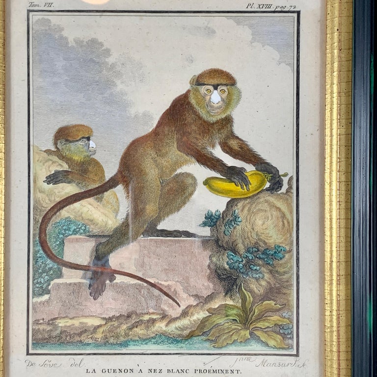 Framed 18th Century Comte de Buffon African Monkey French Engraving, La ...