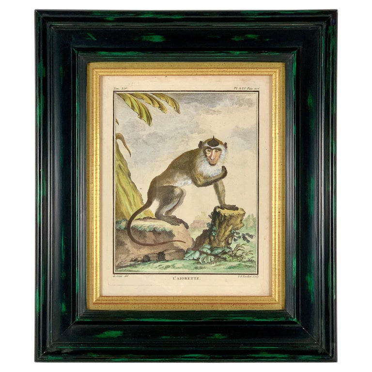 Framed 18th Century Comte de Buffon Indian Monkey French Engraving, L ...