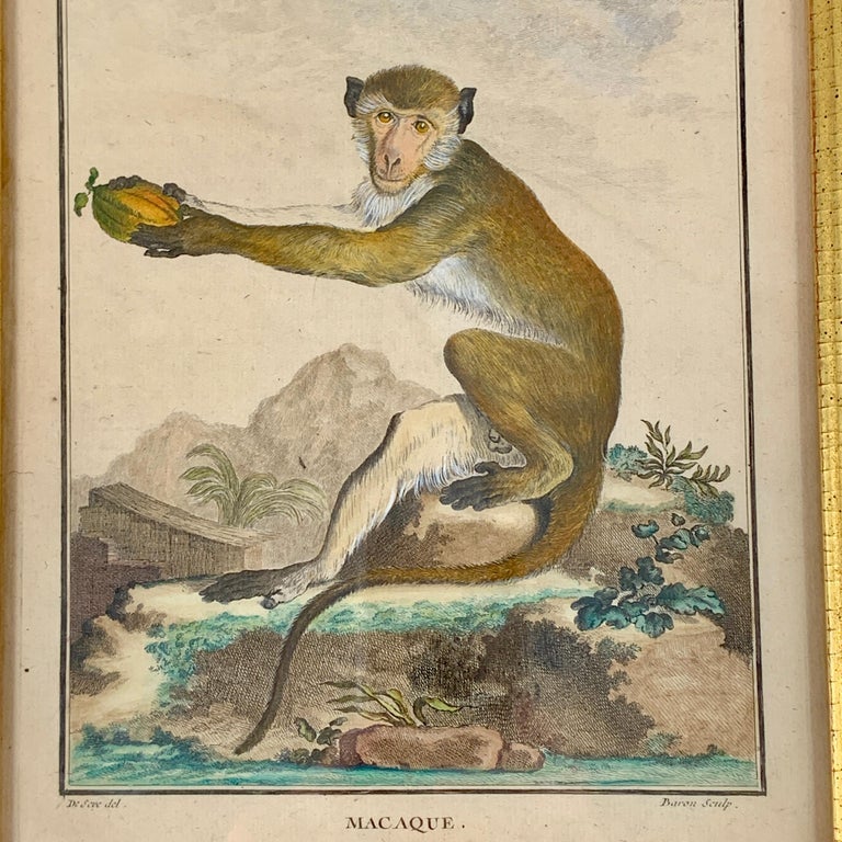 Framed 18th Century Comte de Buffon Old World Monkey French Engraving ...