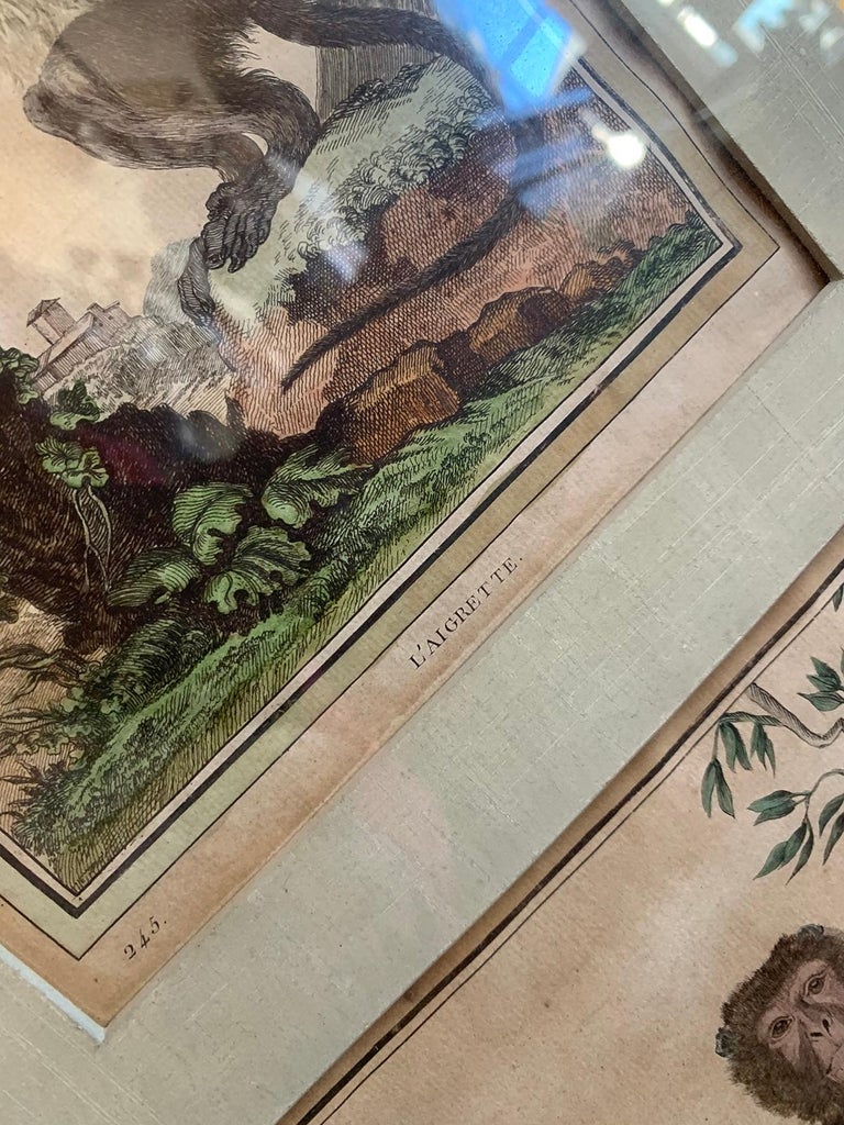 Framed 18th Century French Monkey Engravings by Georges-Louis Leclerc ...