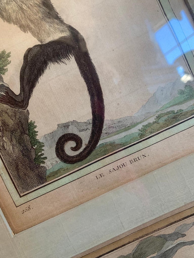 Framed 18th Century French Monkey Engravings by Georges-Louis Leclerc ...