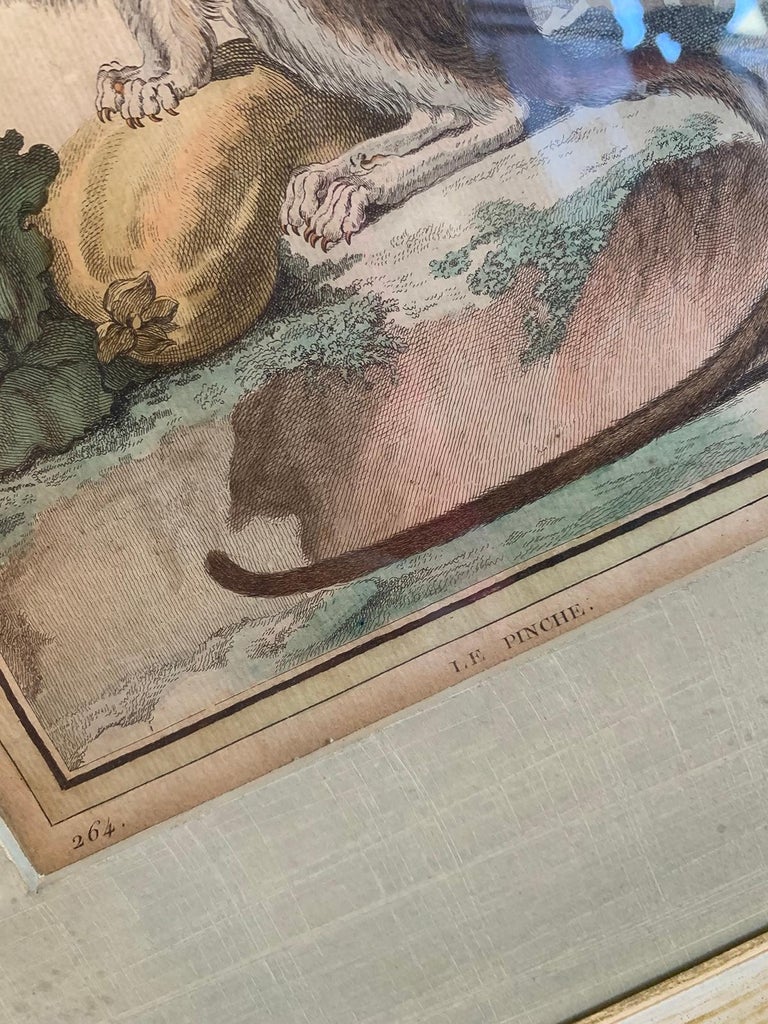 Framed 18th Century French Monkey Engravings by Georges-Louis Leclerc ...