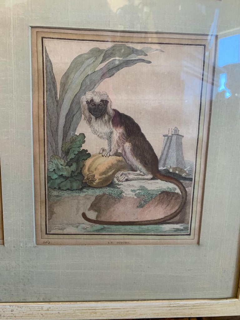 Framed 18th Century French Monkey Engravings by Georges-Louis Leclerc ...