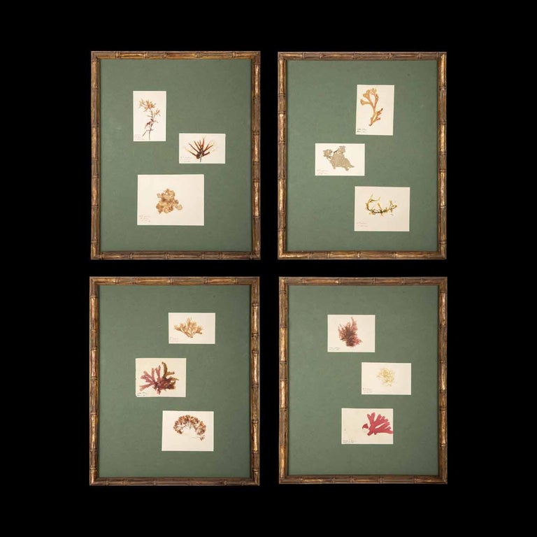 Framed and Pressed French Alguier Specimens from the 19th Century For ...