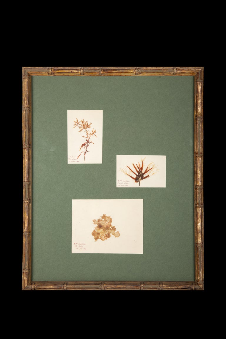 Framed and Pressed French Alguier Specimens from the 19th Century For ...