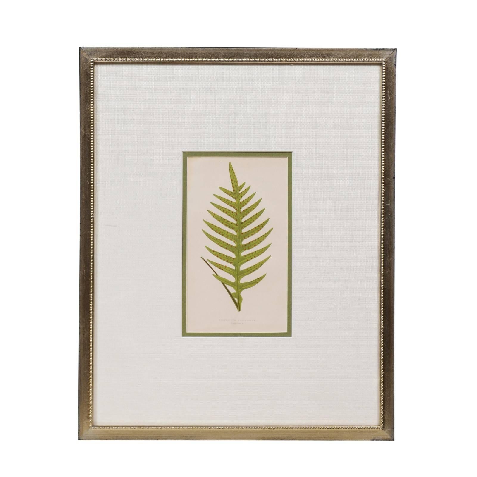 Framed Botanical Fern Illustration, Printed from a Woodblock Published ...
