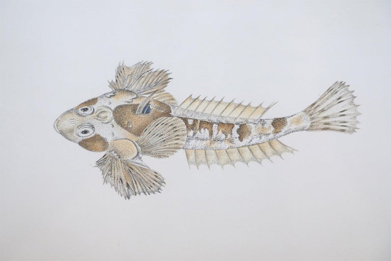 Framed Color Lithograph of Brown and Multi-Colored Tropical Fish For ...