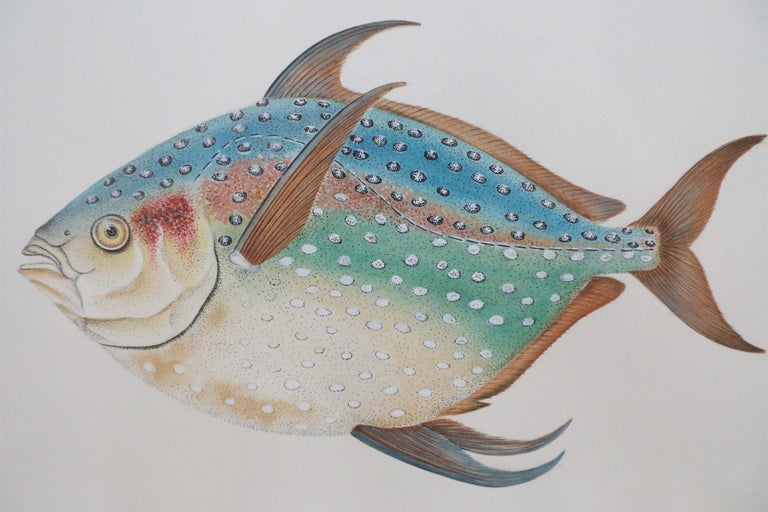 Framed Color Lithograph of Brown and Multi-Colored Tropical Fish For ...