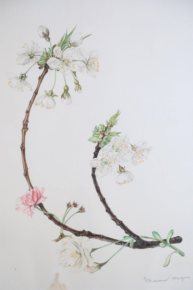 Framed Illustration of a Budding Flower Branch For Sale at 1stDibs