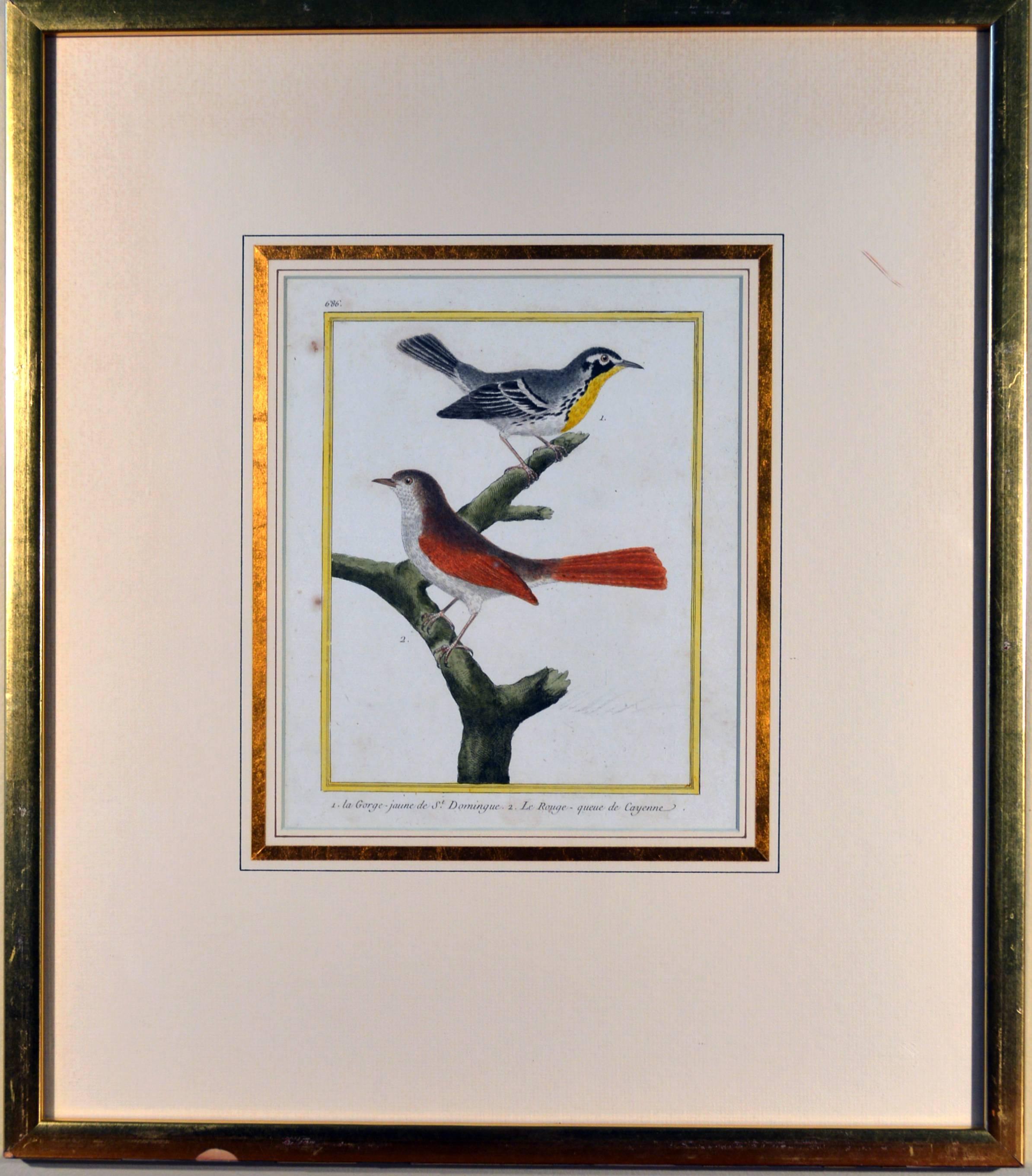 Francois Nicholas Martinet Bird Engravings, Set of Six, circa 1770 For ...