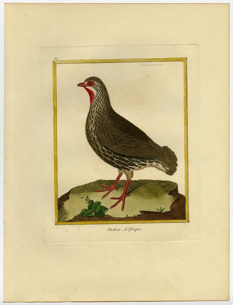 François Nicolas Martinet - African Partridge by Martinet ...
