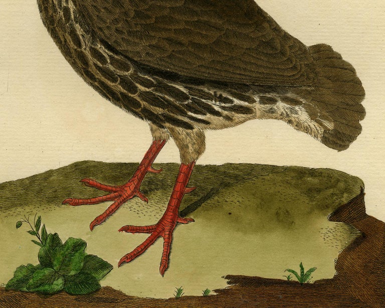 François Nicolas Martinet - African Partridge by Martinet ...