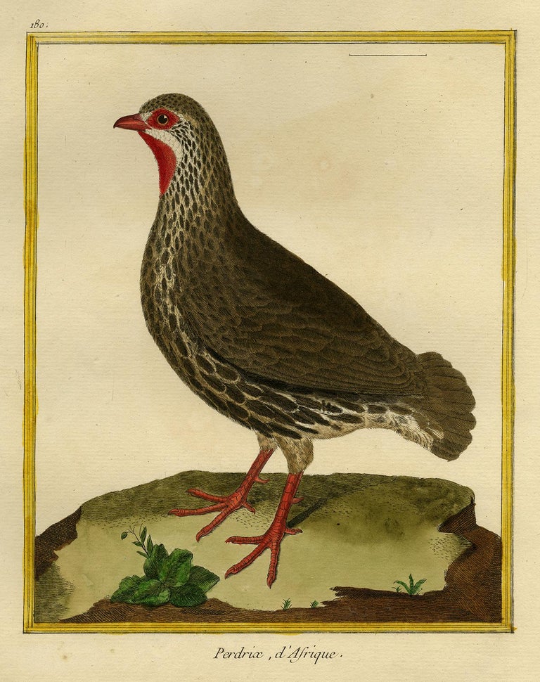 François Nicolas Martinet - African Partridge by Martinet ...