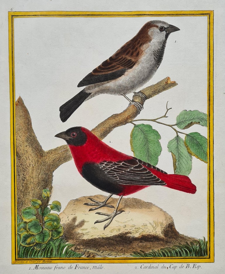 François Nicolas Martinet - Set of four 18th century hand coloured bird ...