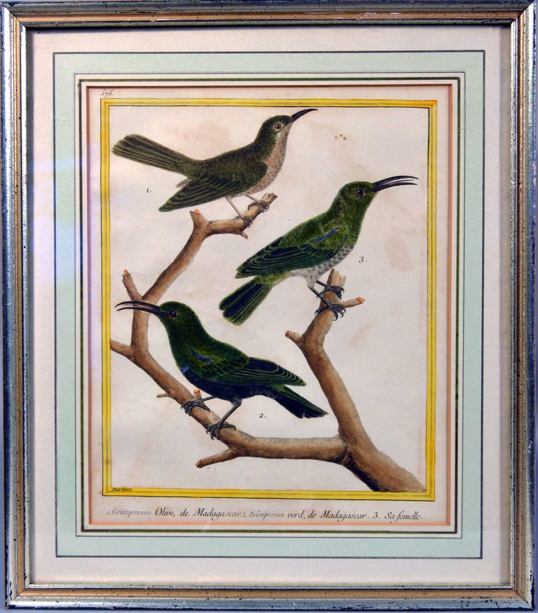 François Nicolas Martinet Engravings of Birds, Histoire Naturelle Des ...