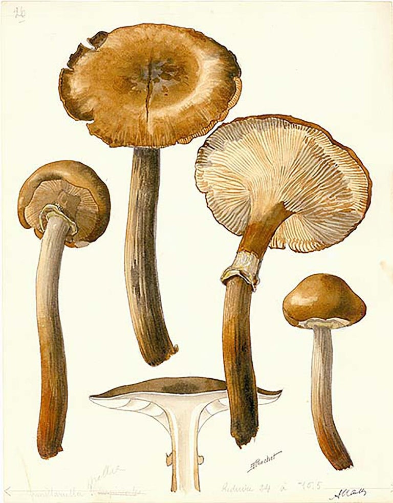Frederic Porchet - Mushroom Watercolour - 3 For Sale at 1stDibs