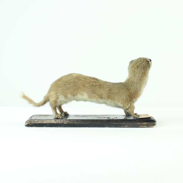 Freestanding Taxidermy Weasel on Wood, Czechoslovakia, 1940s For Sale ...