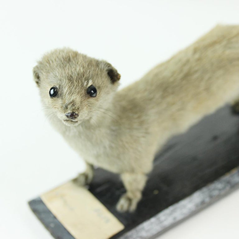 Freestanding Taxidermy Weasel on Wood, Czechoslovakia, 1940s For Sale ...