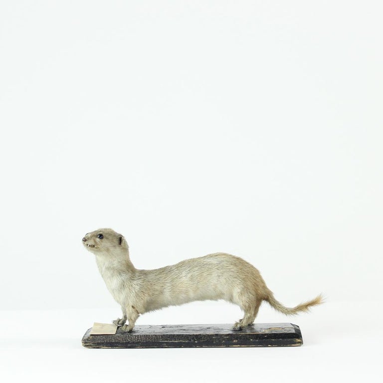 Freestanding Taxidermy Weasel on Wood, Czechoslovakia, 1940s For Sale ...