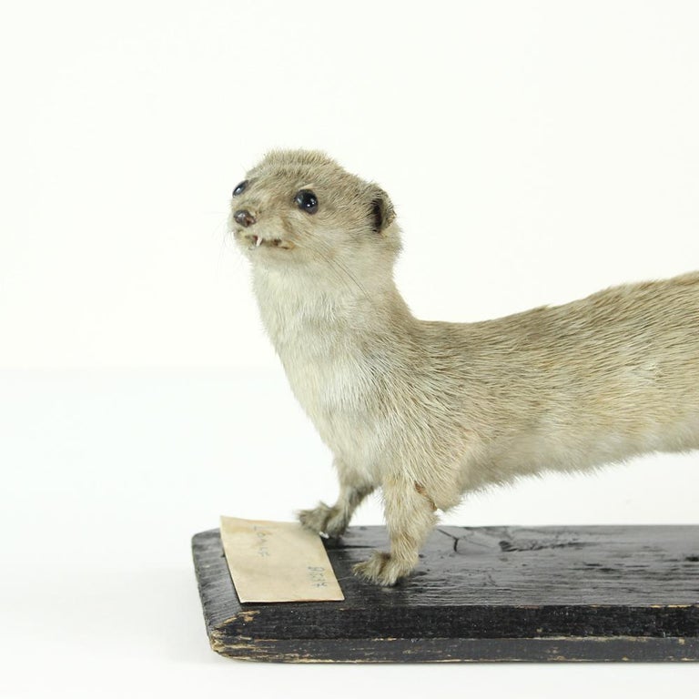 Freestanding Taxidermy Weasel on Wood, Czechoslovakia, 1940s For Sale ...