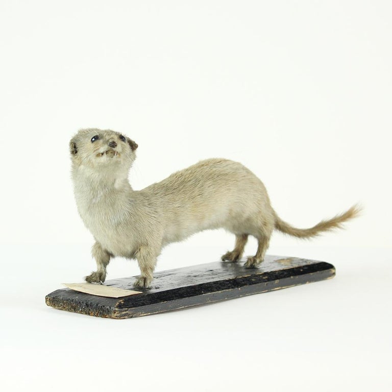 Freestanding Taxidermy Weasel on Wood, Czechoslovakia, 1940s For Sale ...