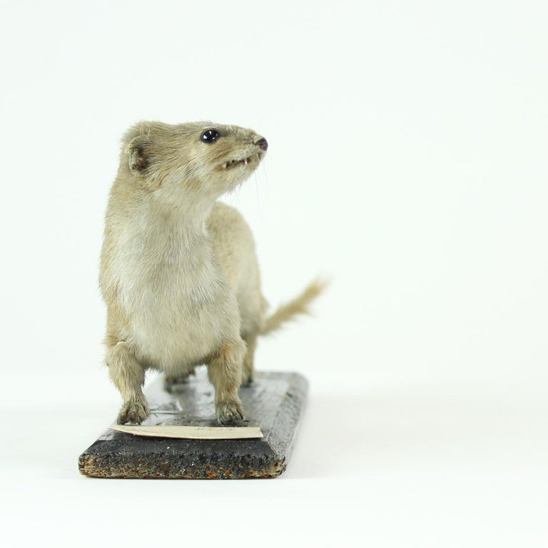 Freestanding Taxidermy Weasel on Wood, Czechoslovakia, 1940s For Sale ...