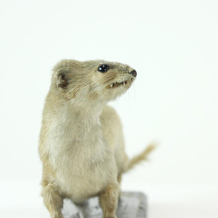 Freestanding Taxidermy Weasel on Wood, Czechoslovakia, 1940s For Sale ...