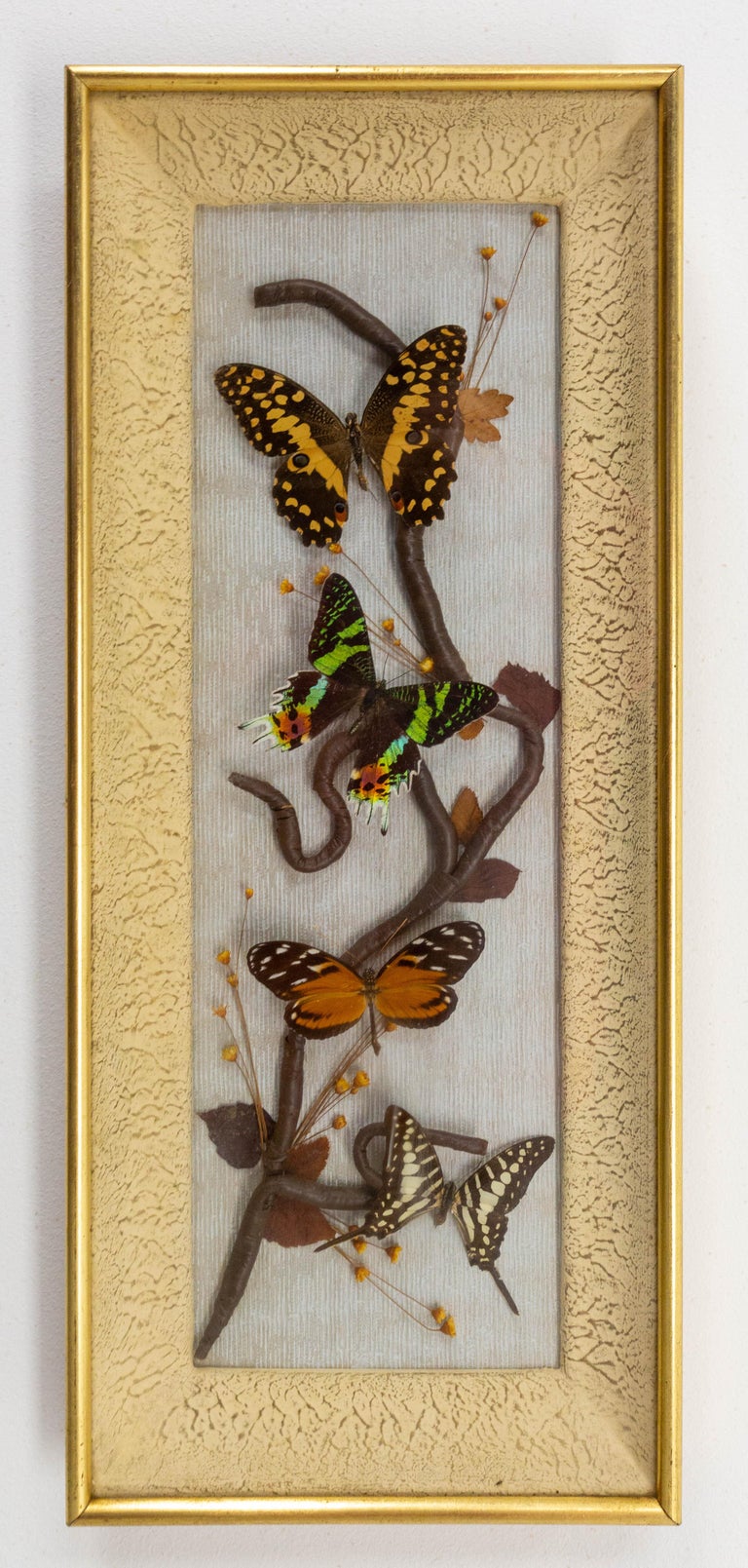 French Butterflies Glass Box Frame Midcentury For Sale at 1stDibs