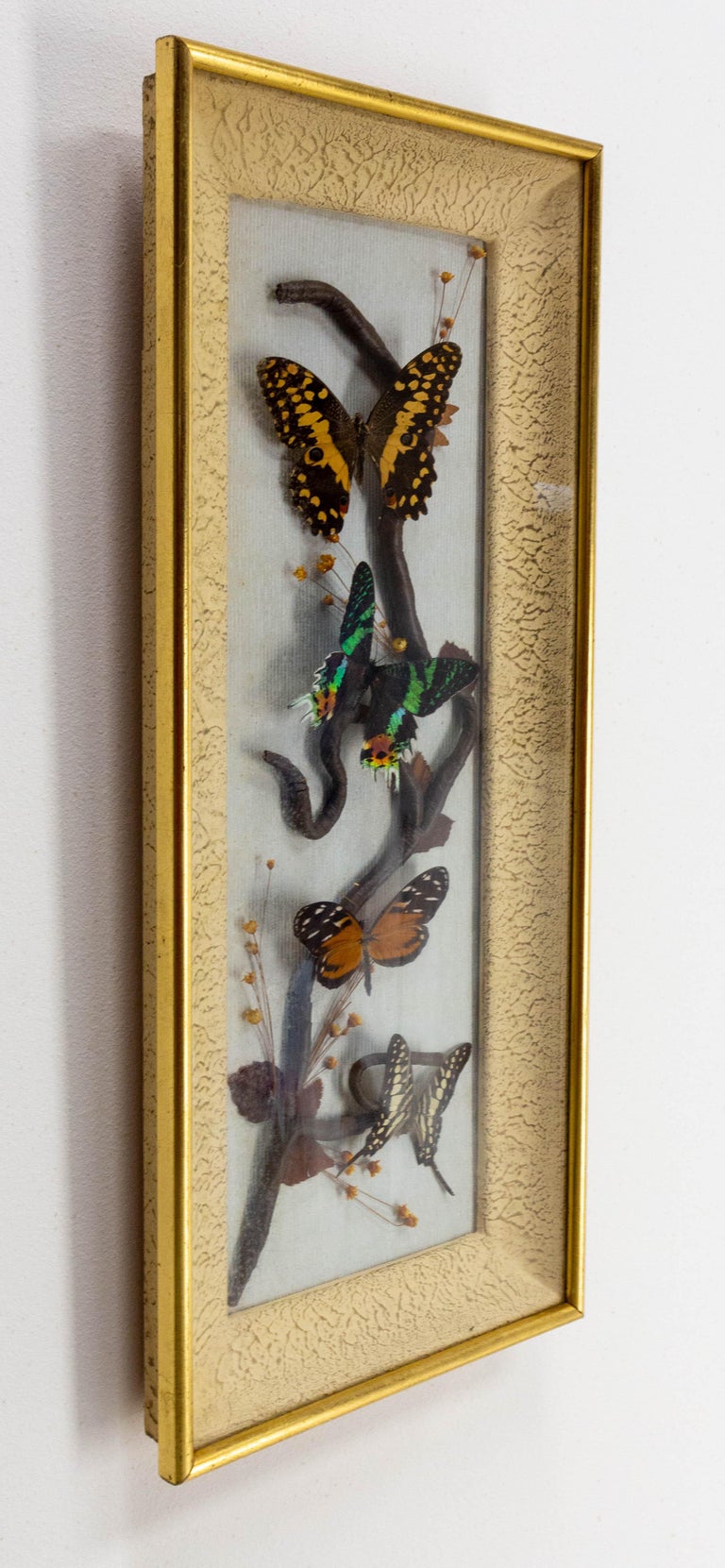 French Butterflies Glass Box Frame Midcentury For Sale at 1stDibs