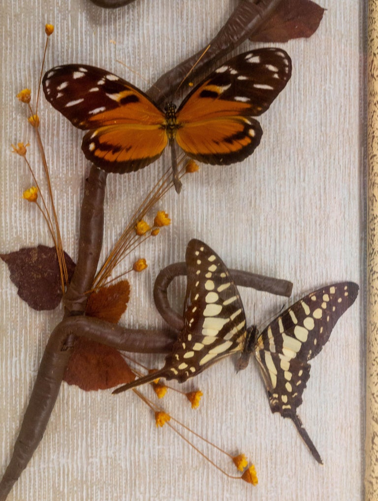 French Butterflies Glass Box Frame Midcentury For Sale at 1stDibs