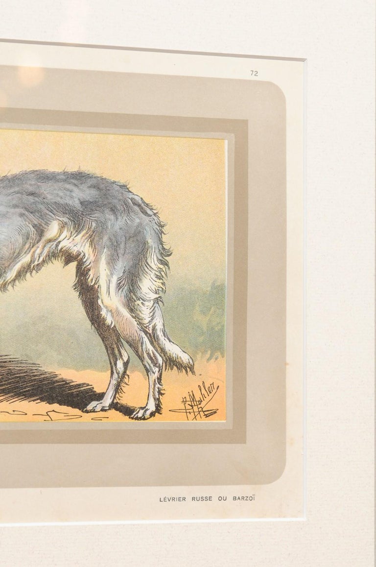 French Framed and Colored Lithographs Depicting Dogs at 1stDibs